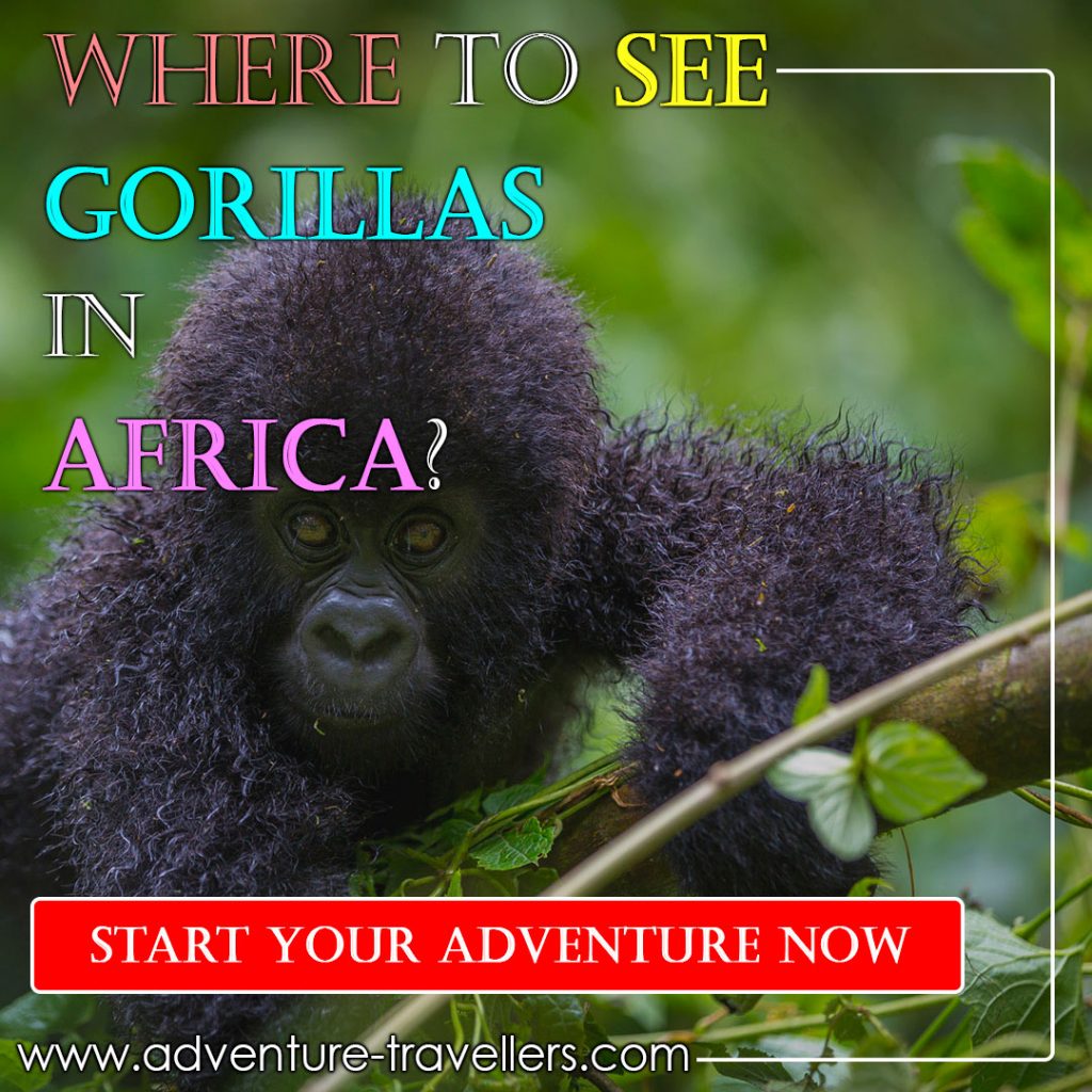 Where to See Gorillas in Africa? Uganda, Rwanda & DRC | Gorilla Tours